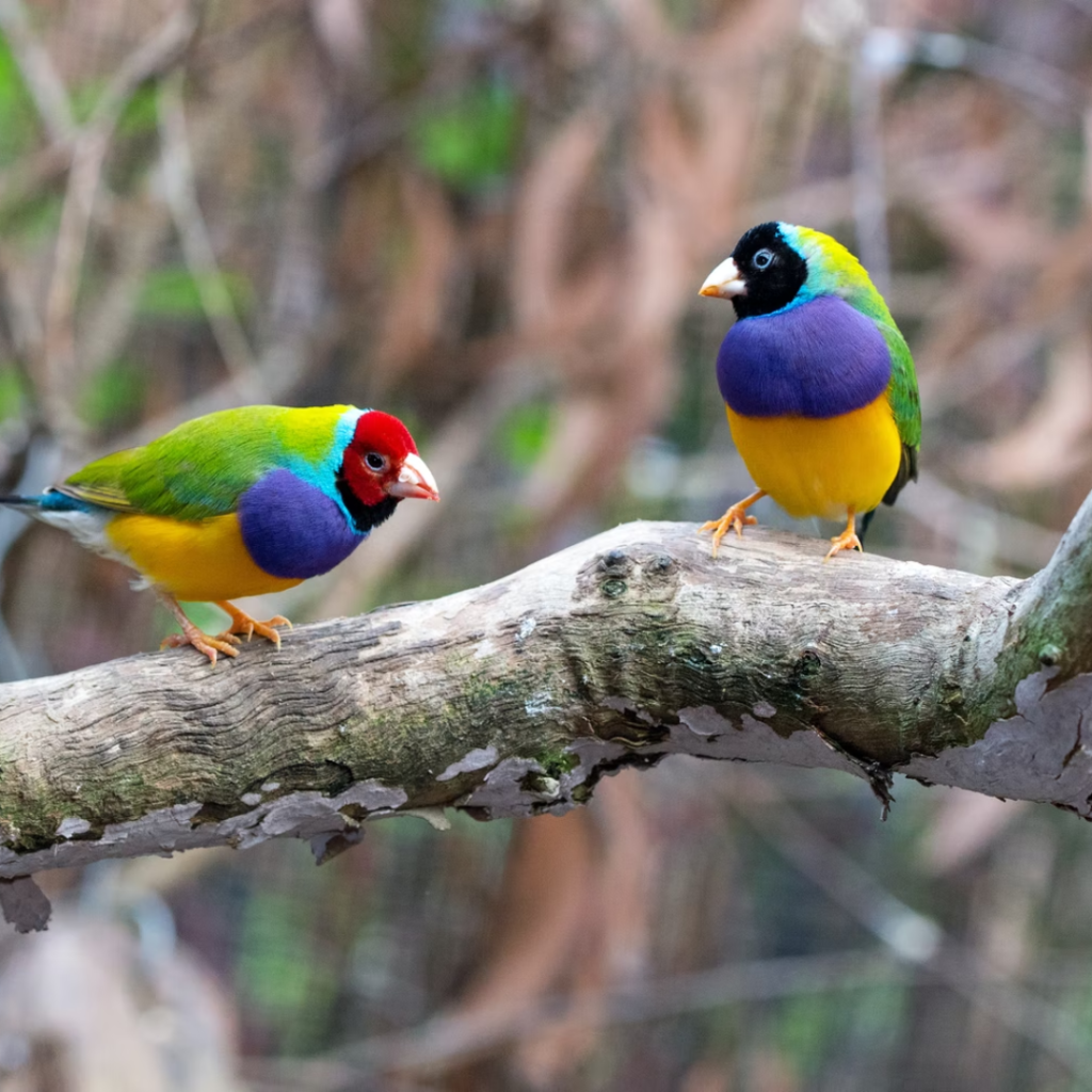 Fugleture i Danmark – DOF BirdLife & Naturbutikken