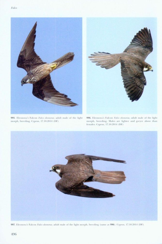 Flight Identification of Raptors of Europe, North Africa and the Middle ...