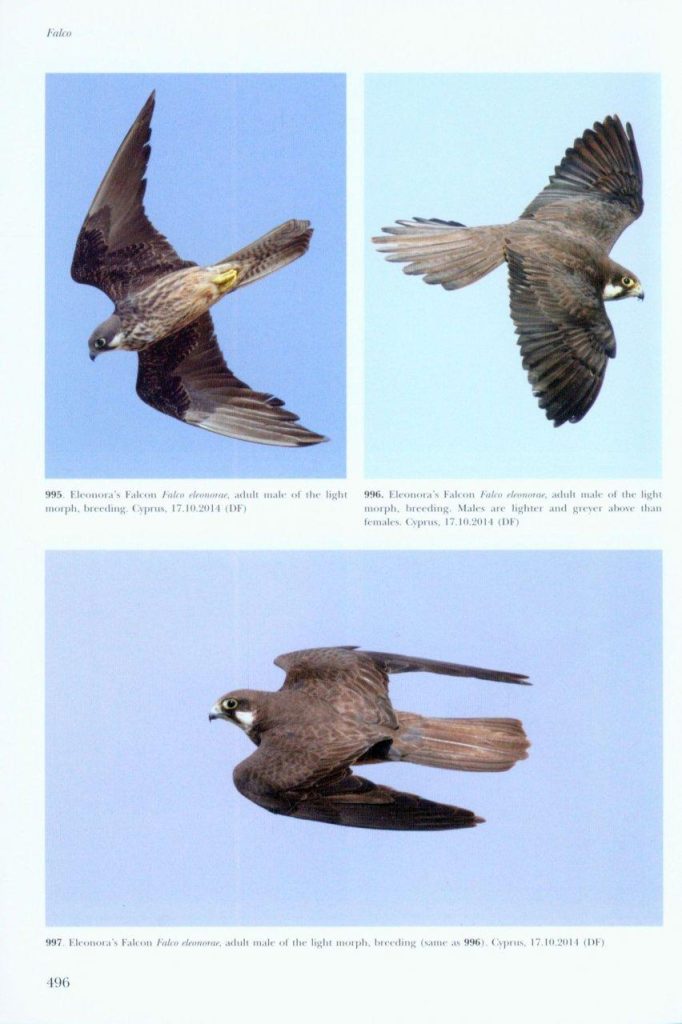 Flight Identification of Raptors of Europe, North Africa and the Middle ...