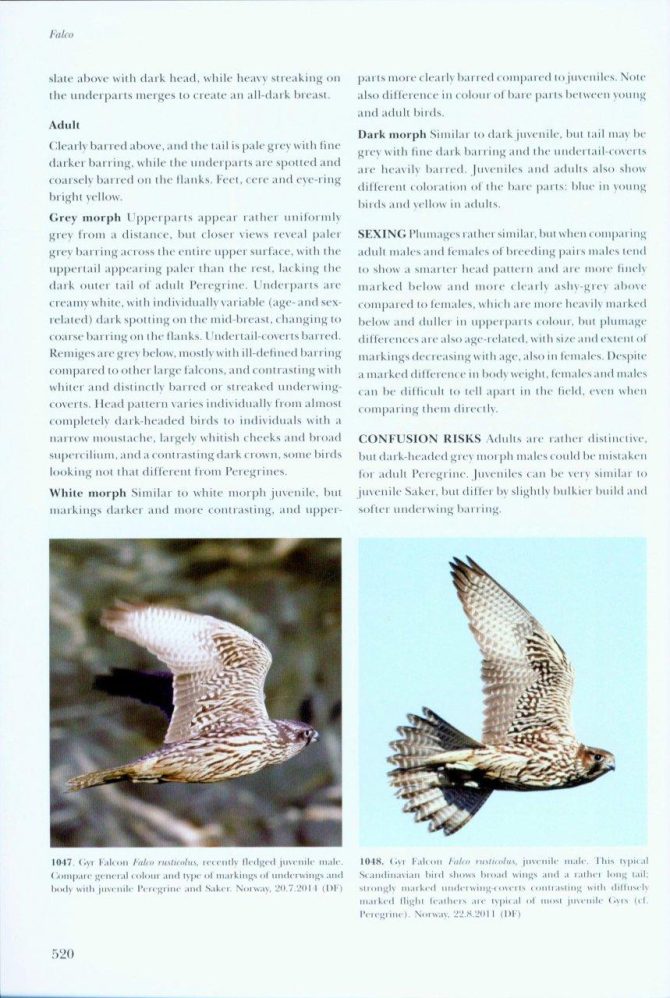 Flight Identification of Raptors of Europe, North Africa and the Middle ...