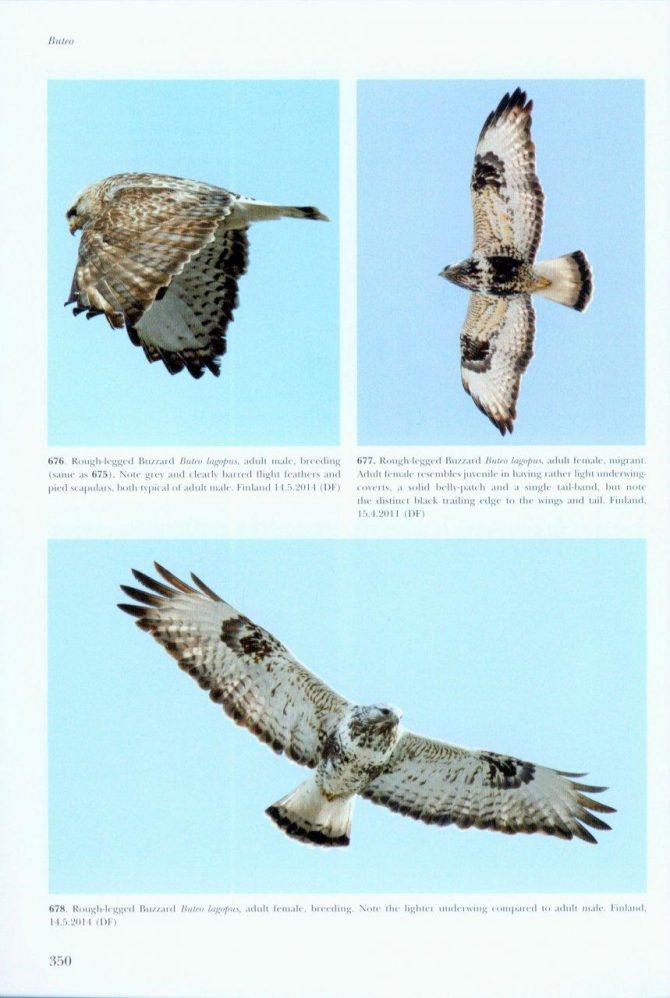 Flight Identification of Raptors of Europe, North Africa and the Middle ...