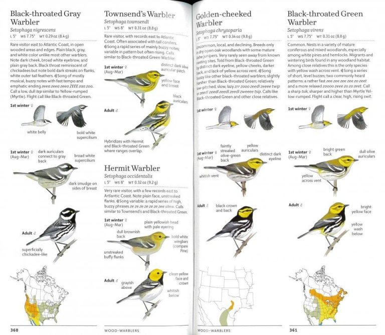 Sibley Birds East - Birds of Eastern North America