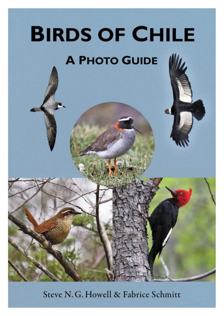 Birds of Chile - Photo guide