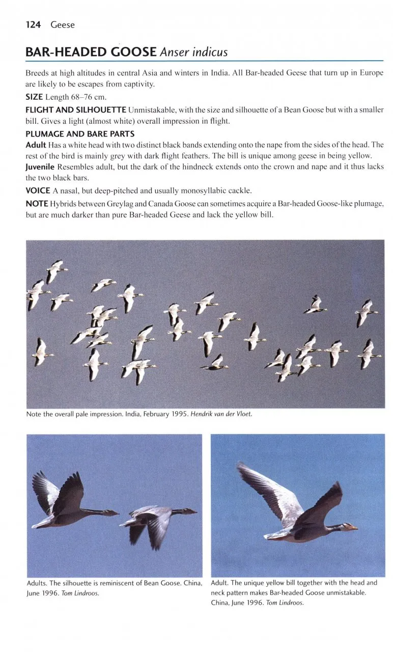 Flight Identification of European Seabirds // Bog - Naturbutikken
