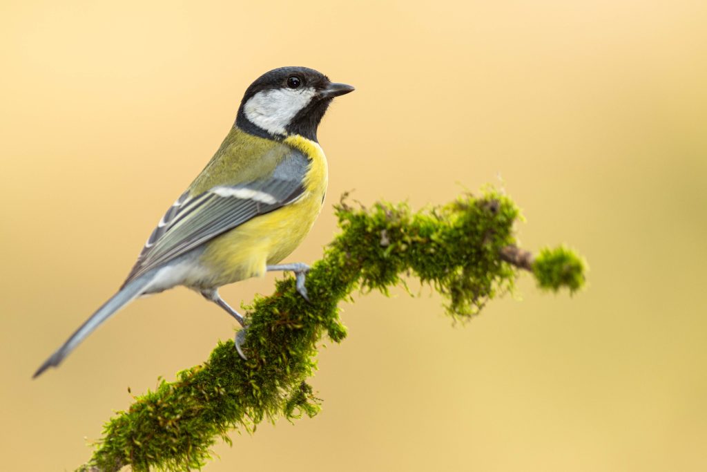 Oplev Danmarks Fugle med DOFbasen - Naturbutikken